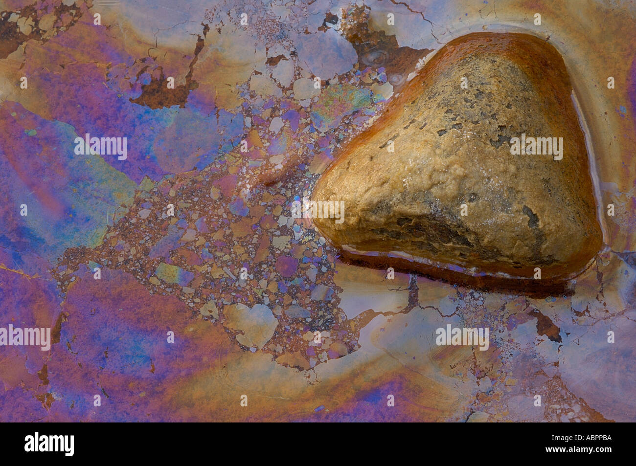 Discophora hi-res stock photography and images - Alamy