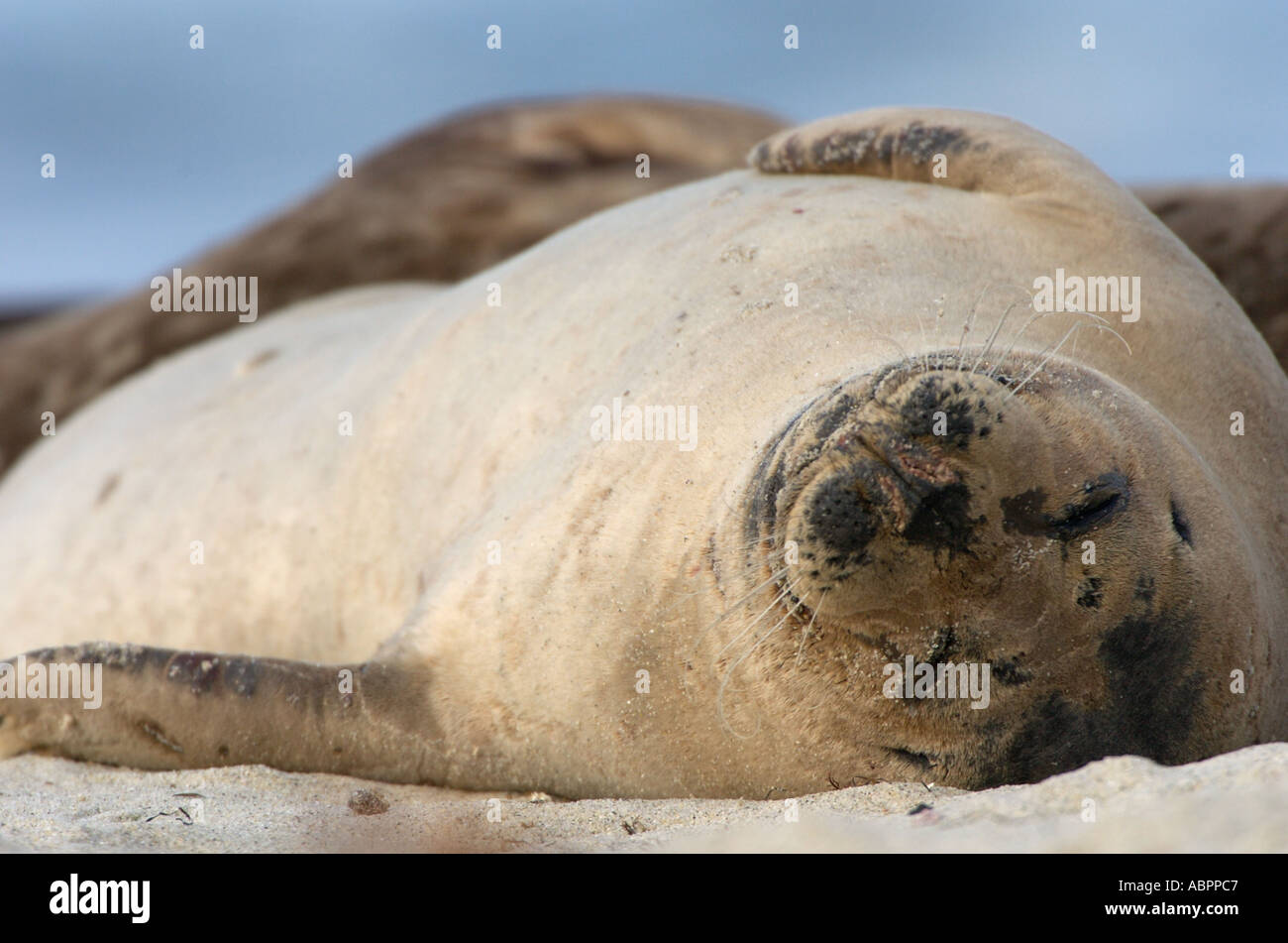 Fat cow obese hi-res stock photography and images - Alamy