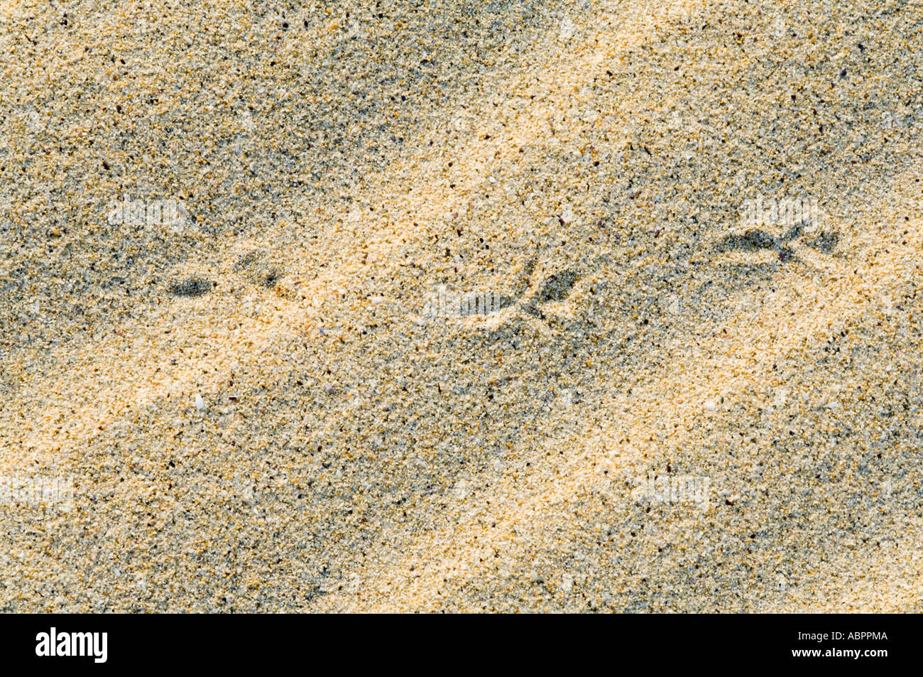 Current sand ripples with bird footprints on the Isle of Harris, Outer ...