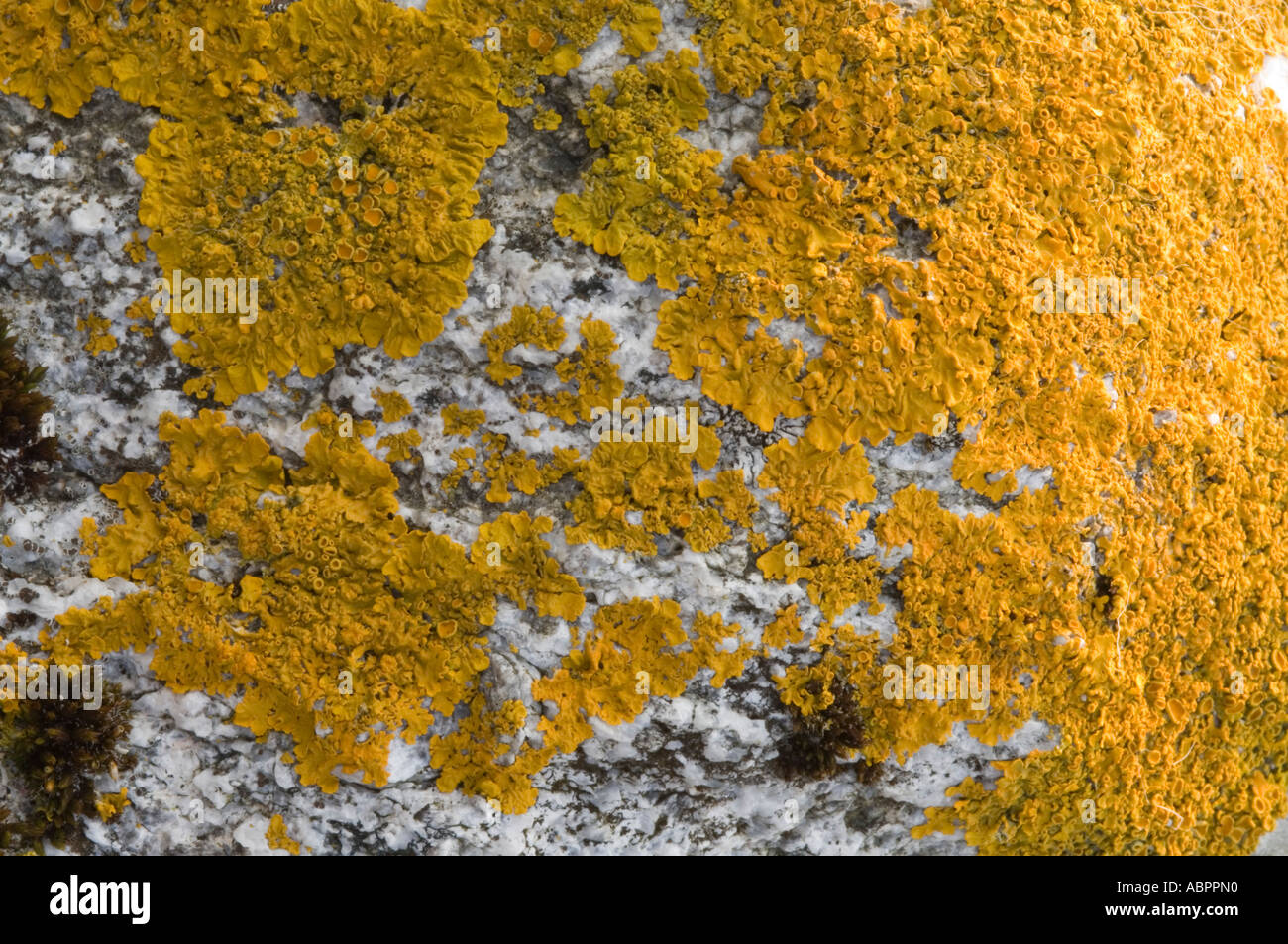 Rock with yellow lichen, Xanthoria parietina, on the Isle of Harris ...