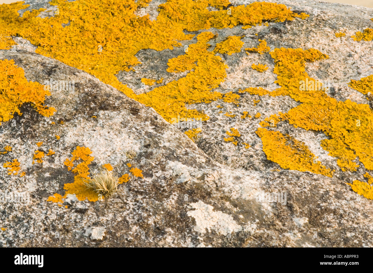 Rock with yellow lichen, Xanthoria parietina, on the Isle of Harris ...