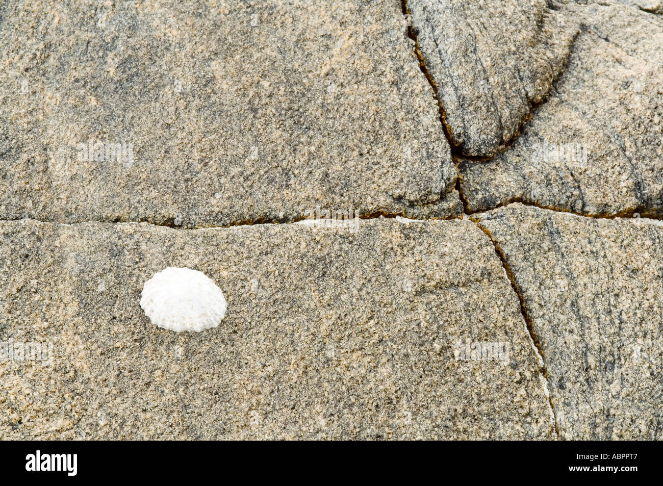 Banded gneiss metamorphic rock with limpet on the Isle of Harris, Outer ...