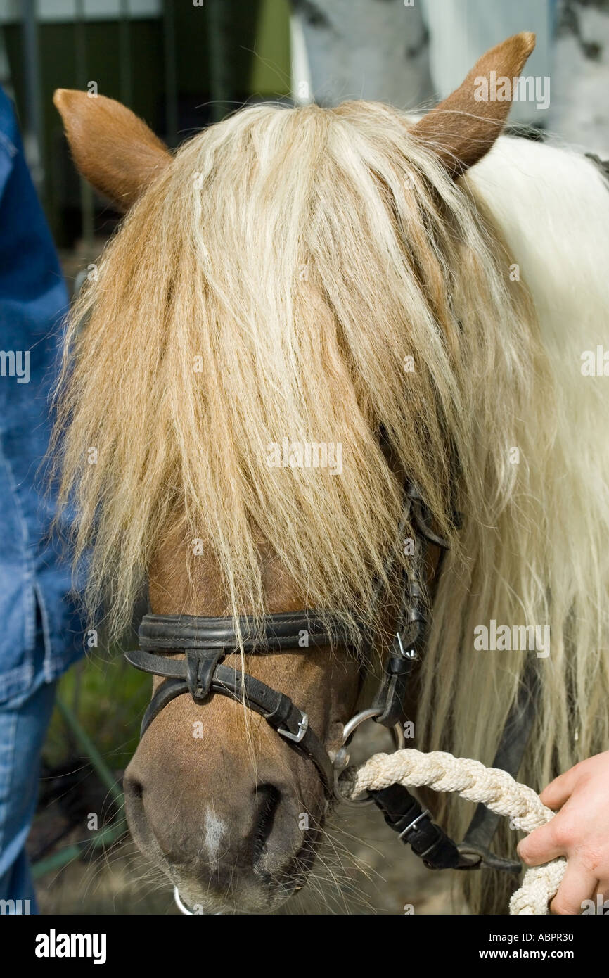 blonde pony with long hair Stock Photo - Alamy