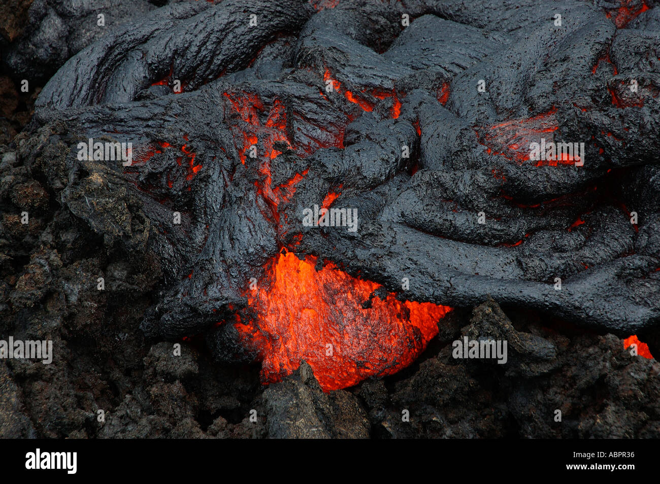 Pohuehue hi-res stock photography and images - Alamy