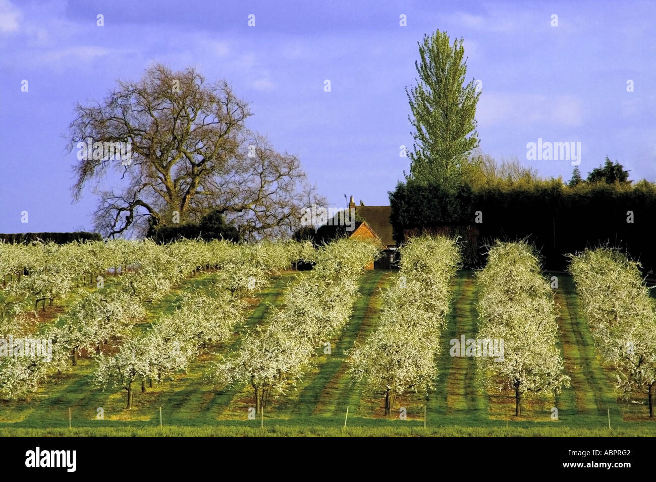 Vale of evesham blossom trail hi-res stock photography and images - Alamy