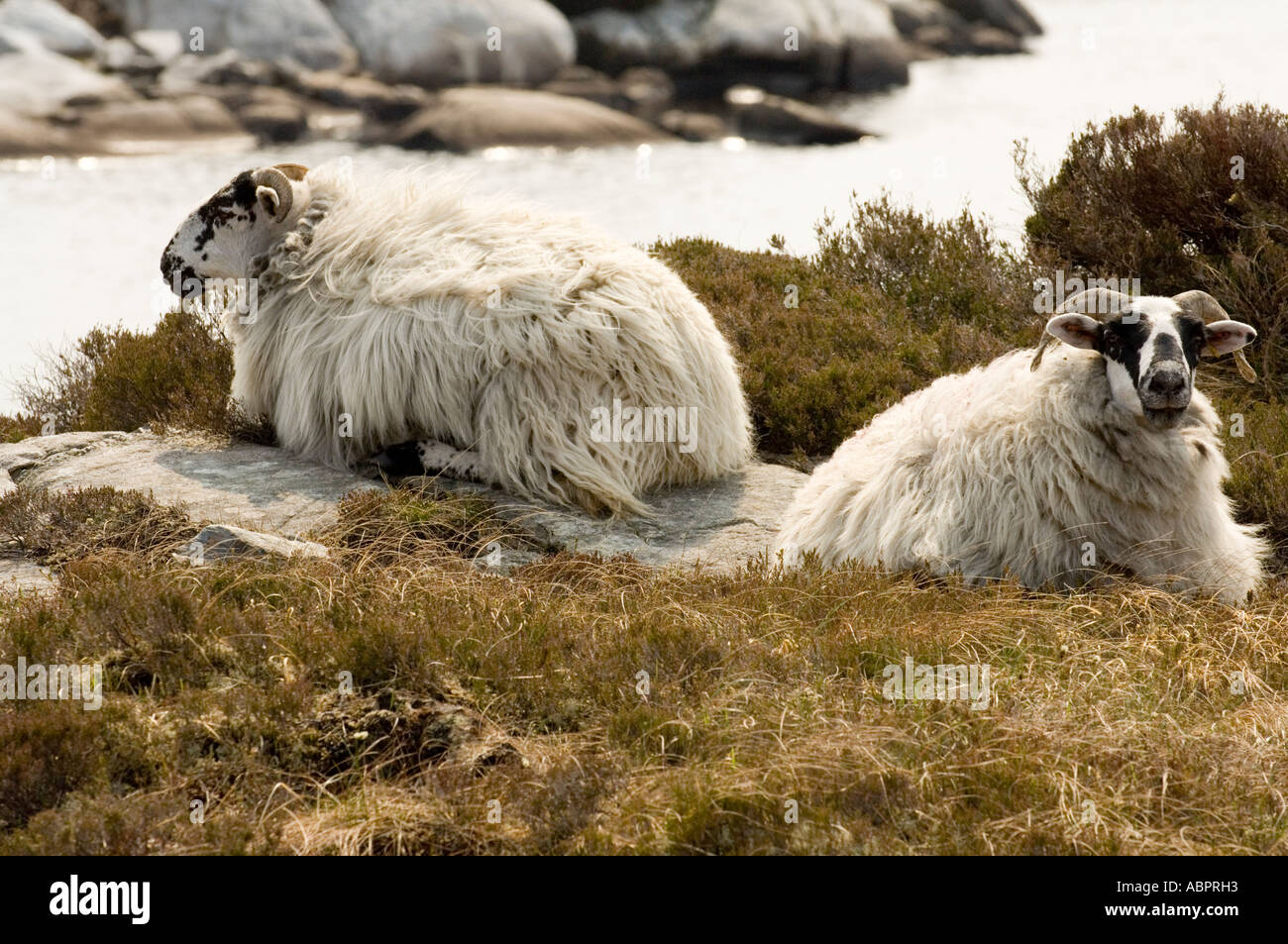 A blackface sheep (Ovis aries) South Harris, Outer Hebrides, Scotland ...