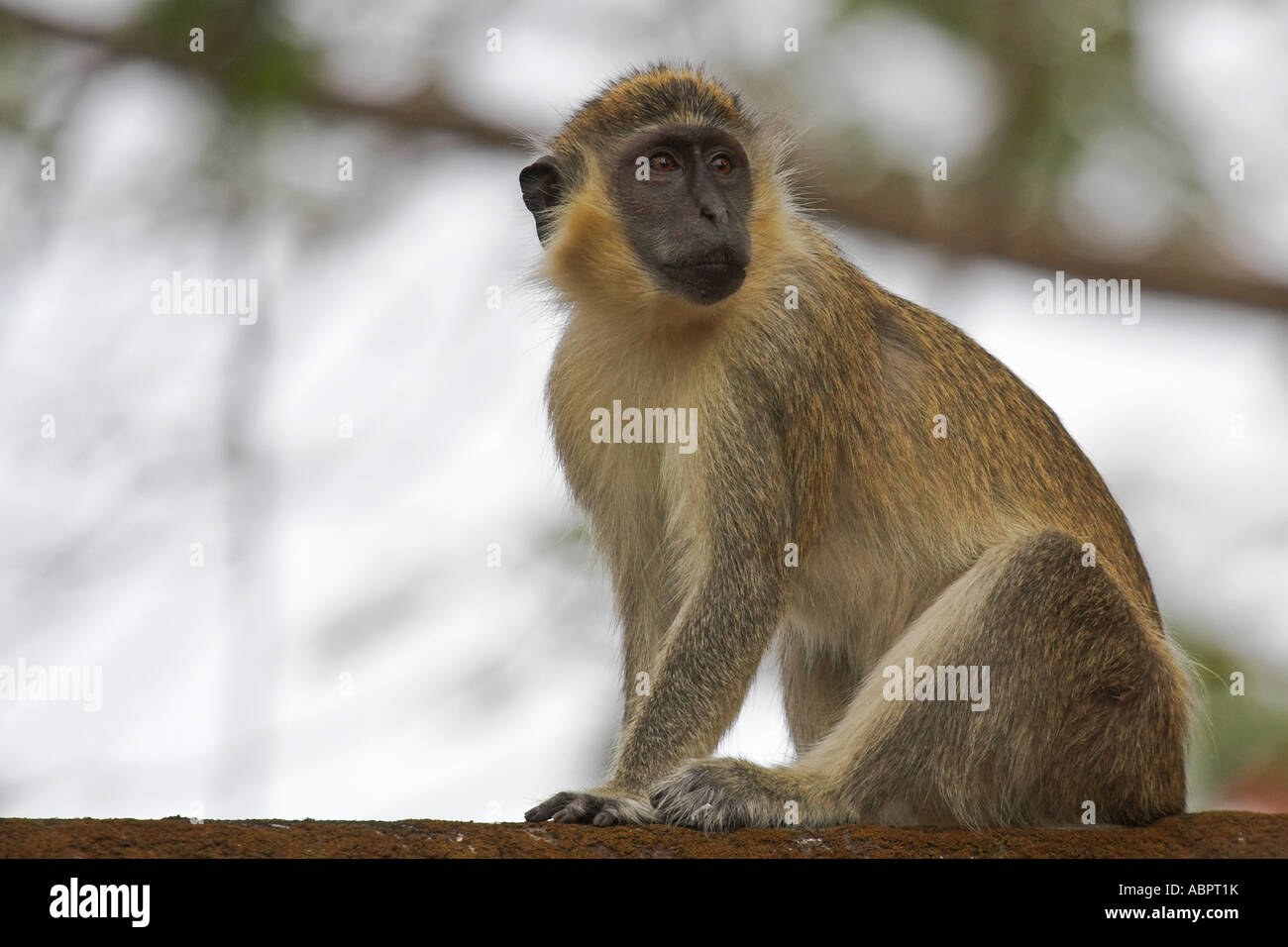 A female green (vervet) monkey sits on a ledge Stock Photo - Alamy