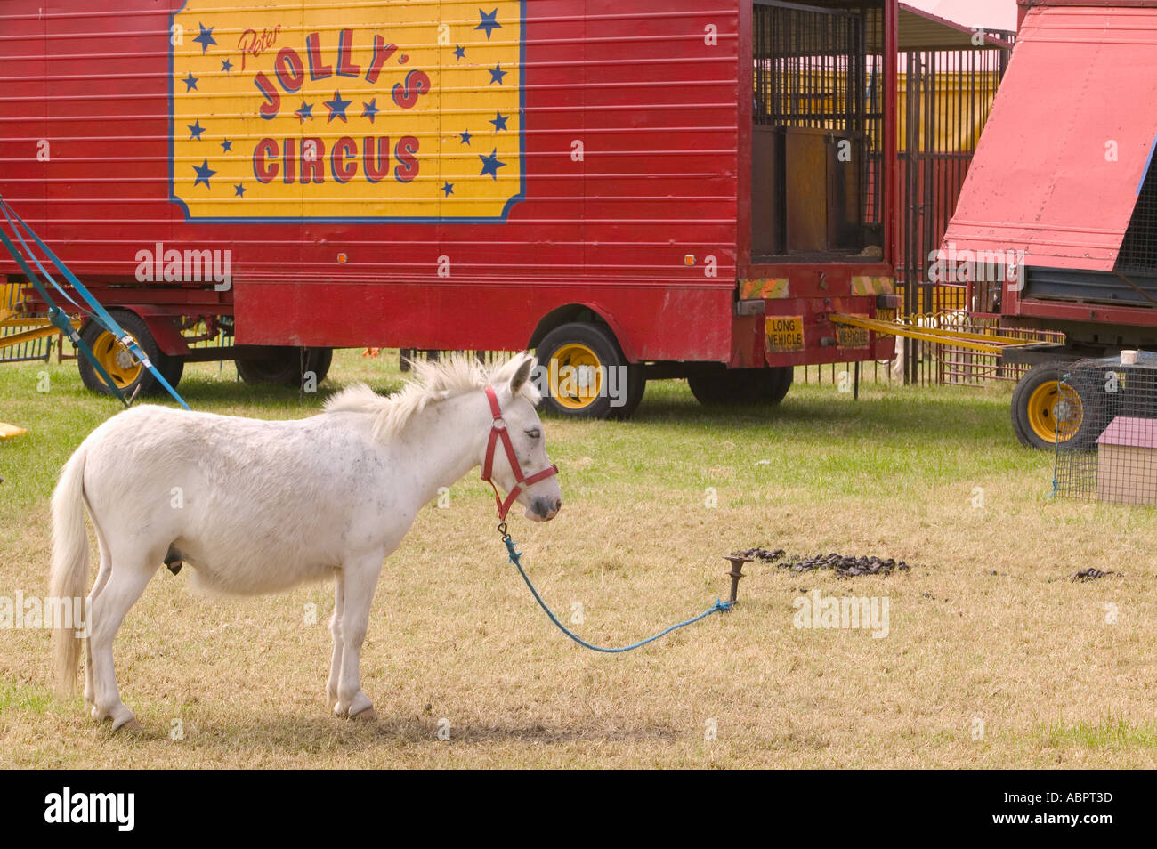 Circus pony as part of Peter Jolly s circus one of the few left i the ...