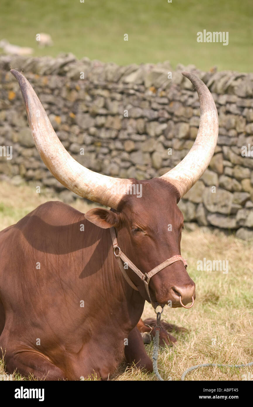 brahmen bull as part of Peter Jolly s circus entertainment one of the ...