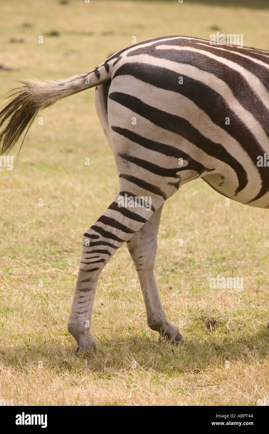 Zebra as used by Jolly s Circus as a performing animal one of the few ...