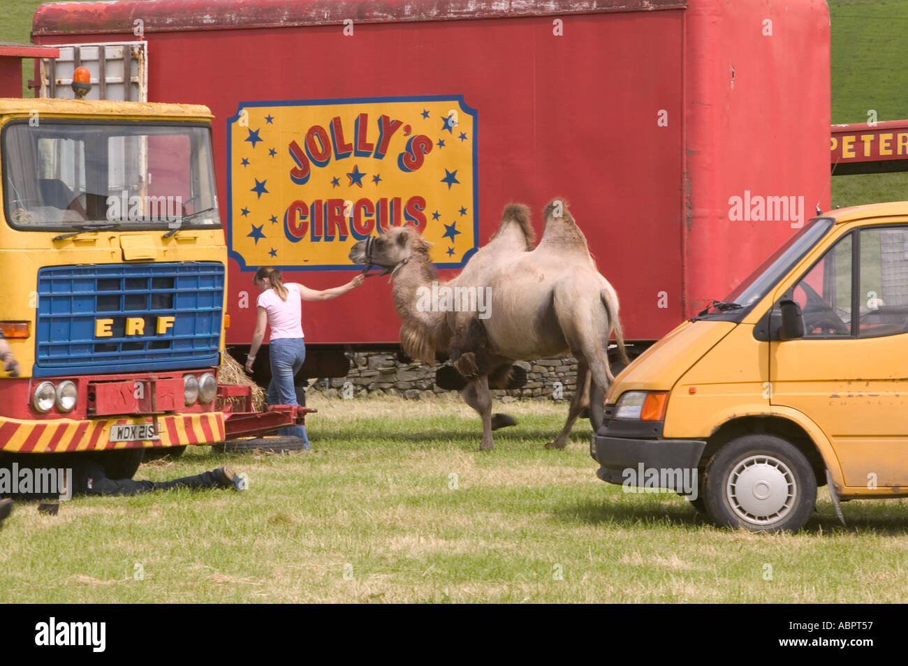 Circus camel hi-res stock photography and images - Alamy