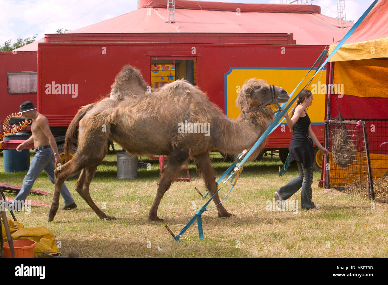 Circus Camel High Resolution Stock Photography and Images - Alamy