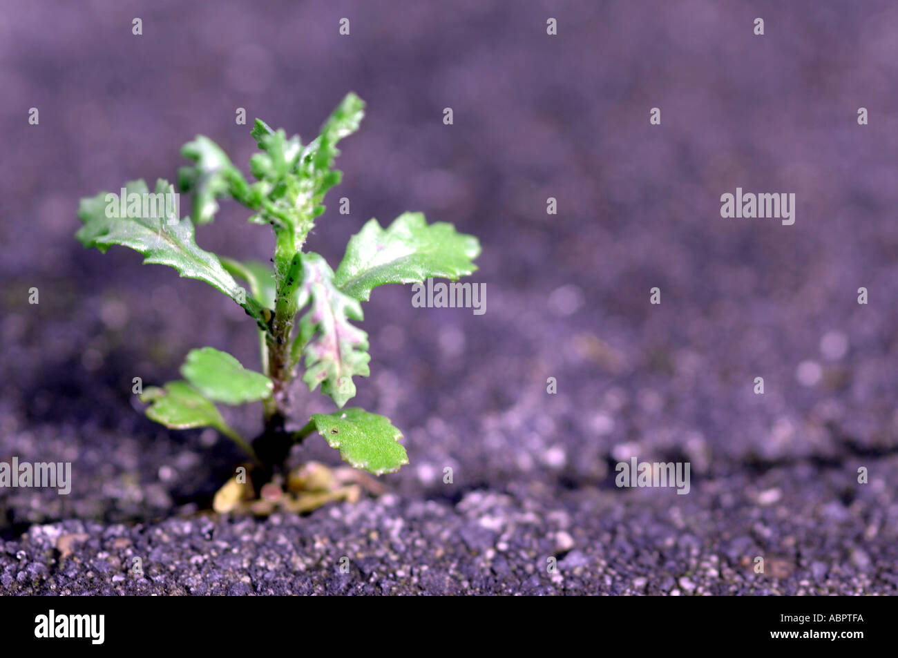 concrete weed green nature wild grow Stock Photo - Alamy