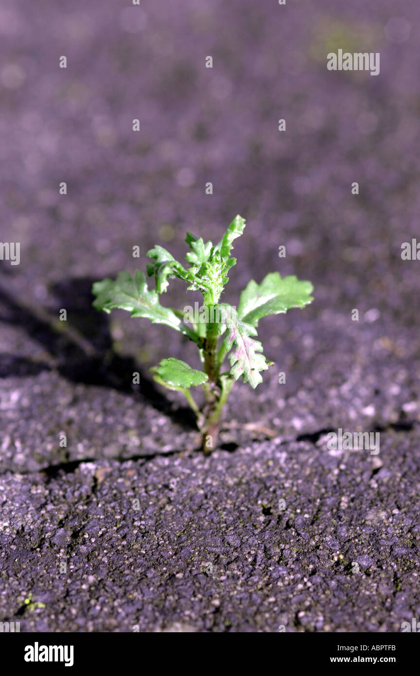 concrete weed green nature wild grow Stock Photo - Alamy