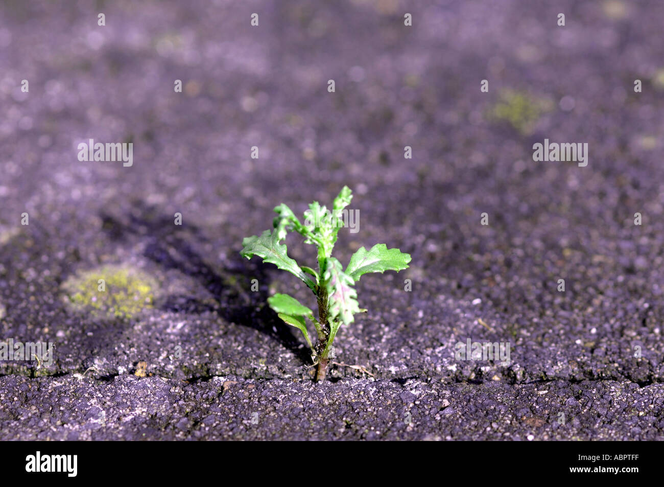 concrete weed green nature wild grow Stock Photo - Alamy