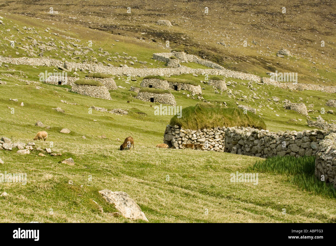 Cleit, dry stone walls and Soay sheep, Ovis aries, Hirta, St Kilda ...