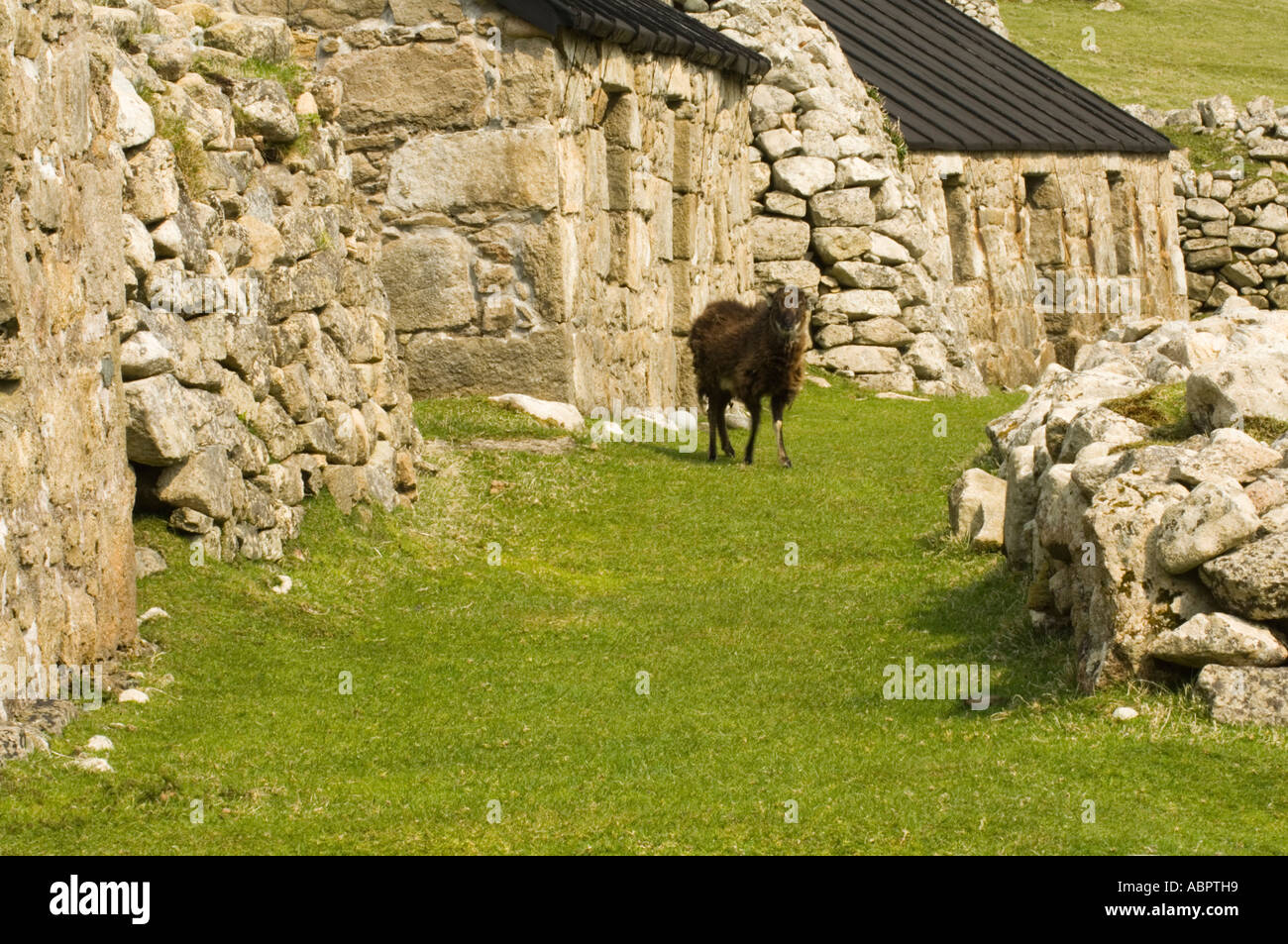 A soay sheep (Ovis aries) a primitive breed of domestic sheep in Hirta ...