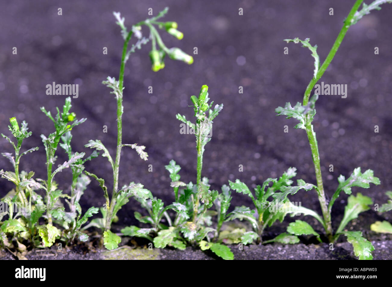 concrete weed green nature wild grow Stock Photo - Alamy