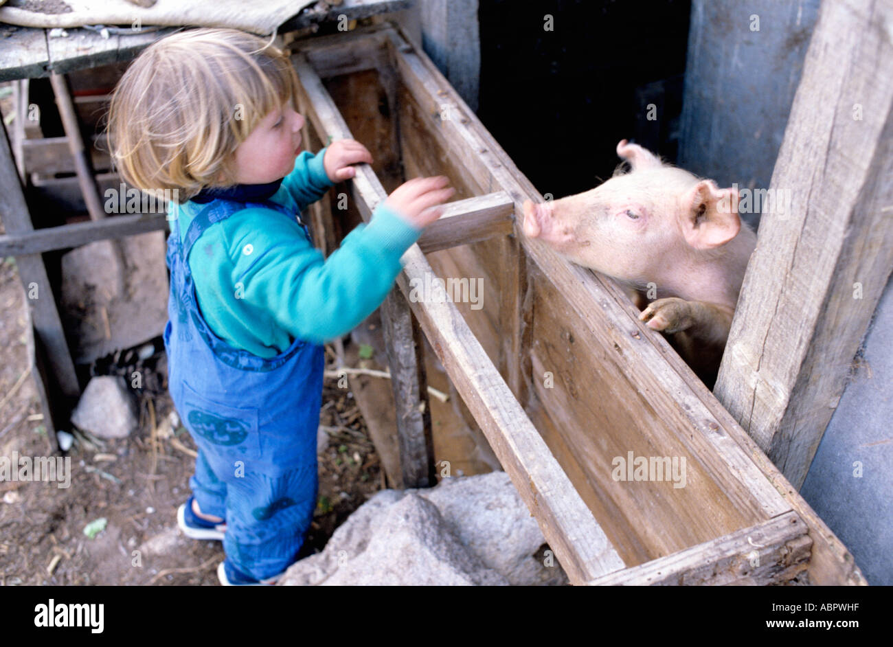Discovering farm animals Stock Photo - Alamy