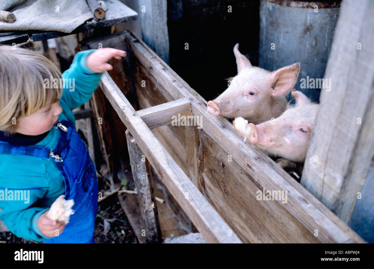 Discovering farm animals Stock Photo - Alamy