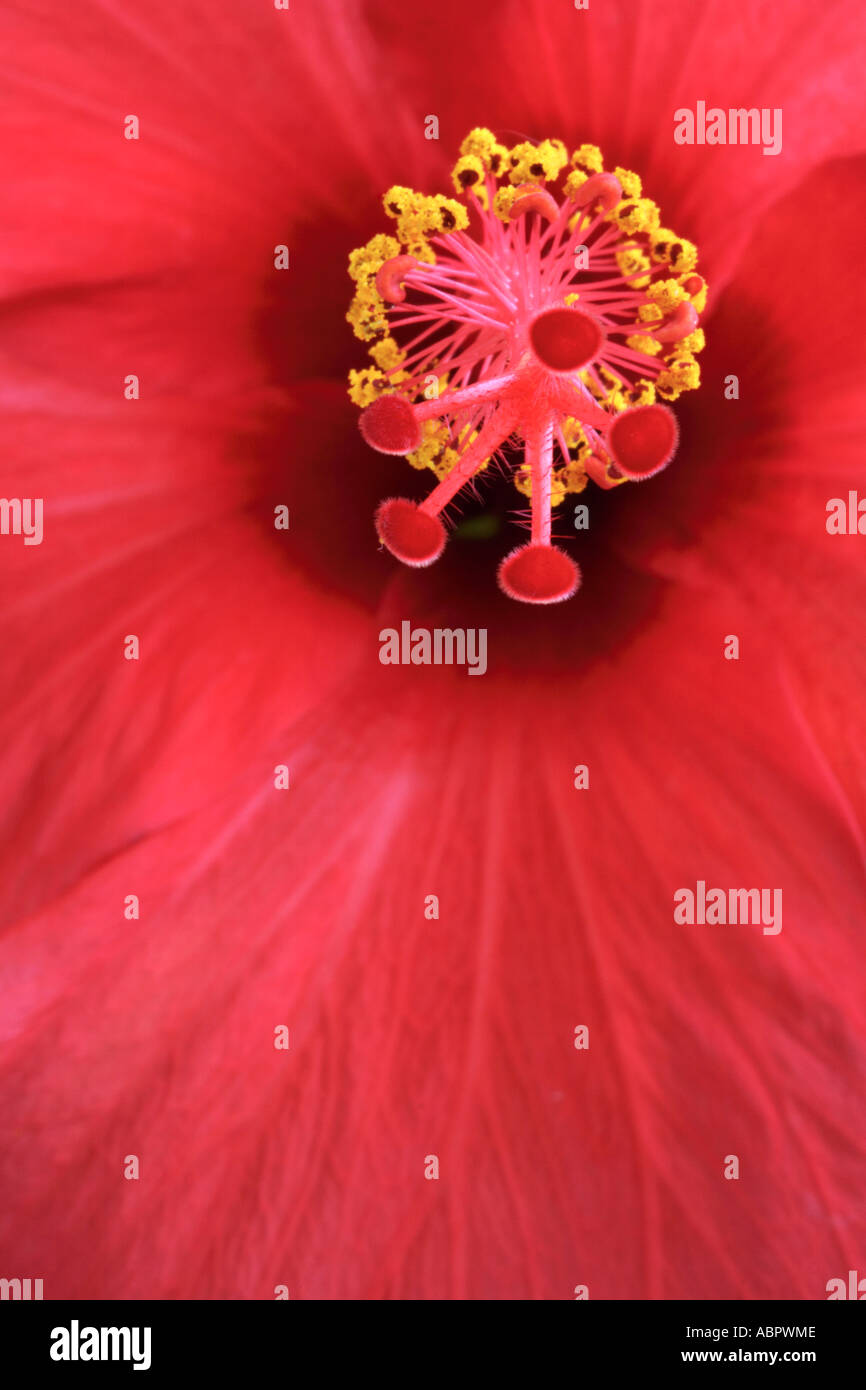 Red hibiscus macro hi-res stock photography and images - Alamy