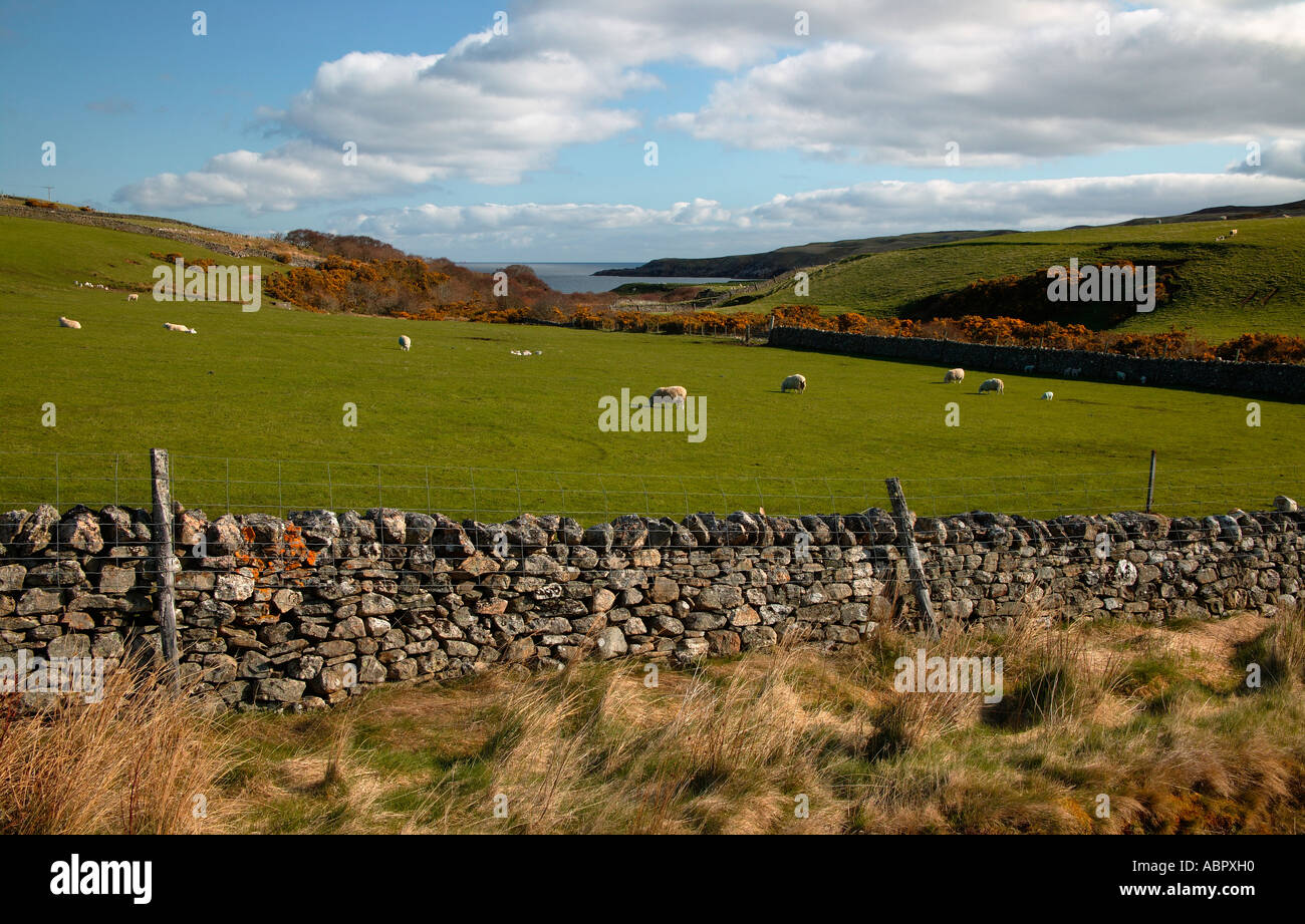 Dry stone wall and sheep in field, Caithness, North of Scotland UK ...