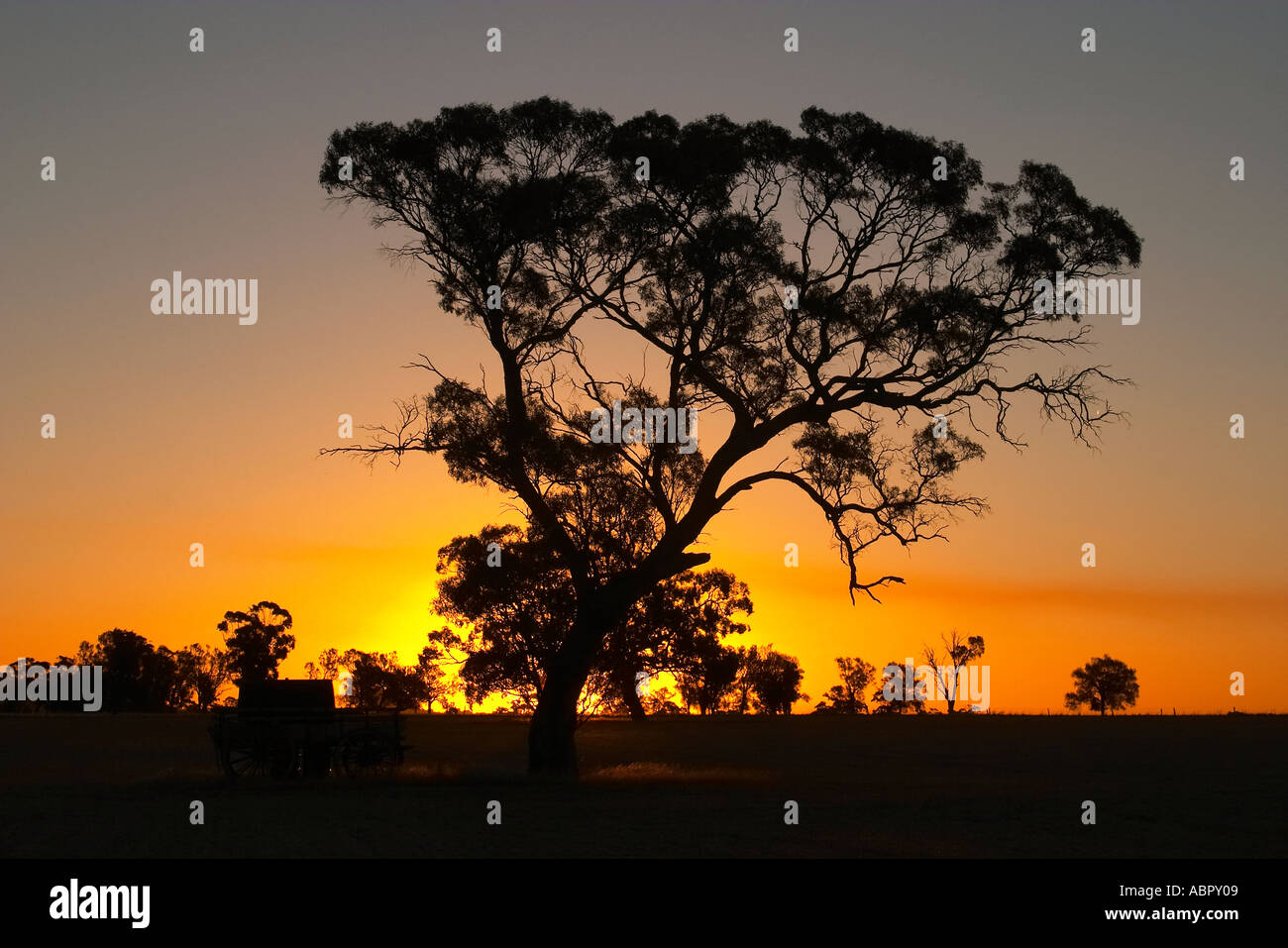 Gum Tree at Sunset Natimuk near Horsham Victoria Australia Stock Photo ...