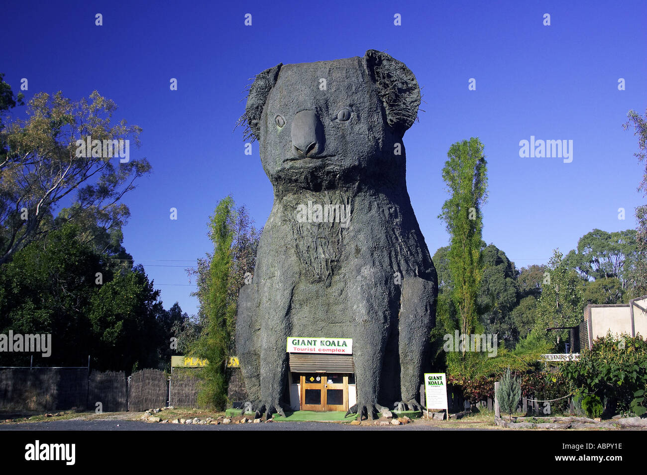 Giant Koala Dadswells Bridge Victoria Australia Stock Photo - Alamy