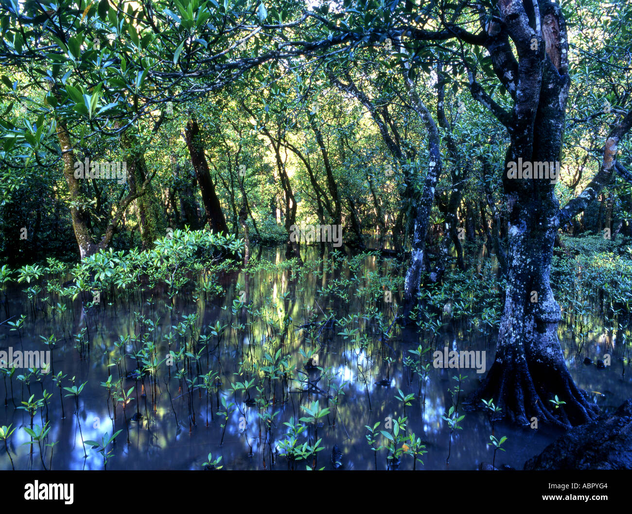 Conservation mangrove hi-res stock photography and images - Alamy