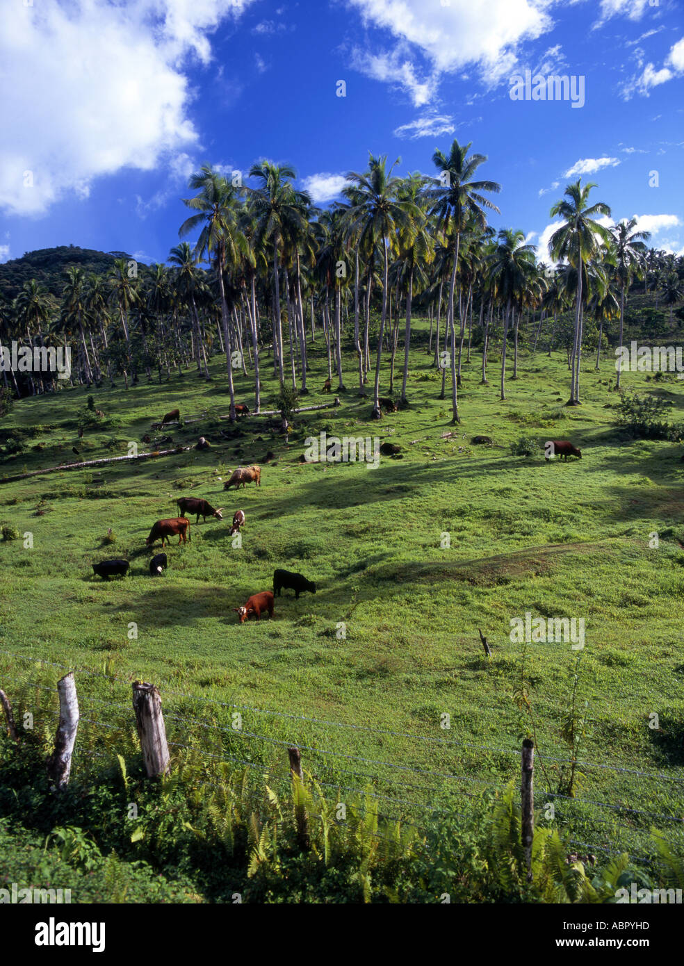 Cattle Grazing, Samoa Stock Photo - Alamy