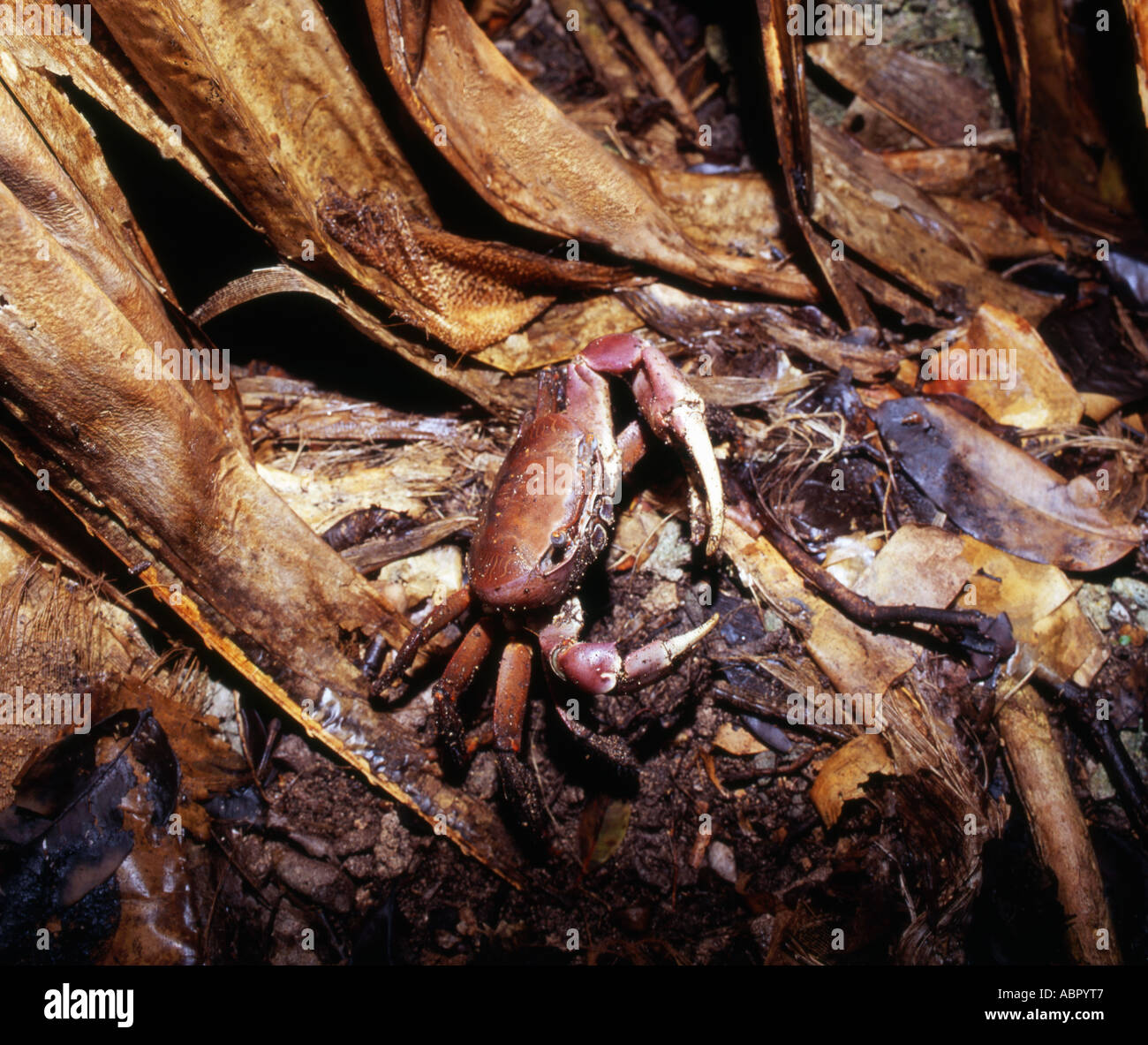 Crabs In The Amazon Rainforest