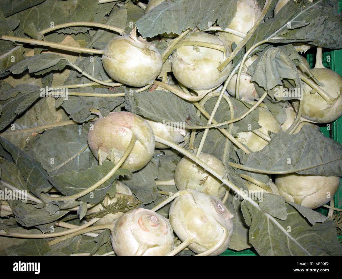 Turnip cabbage plants hi-res stock photography and images - Alamy