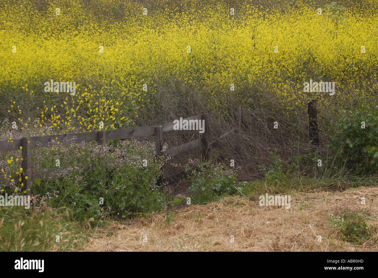 Wild Yellow Mustard Stock Photo - Alamy