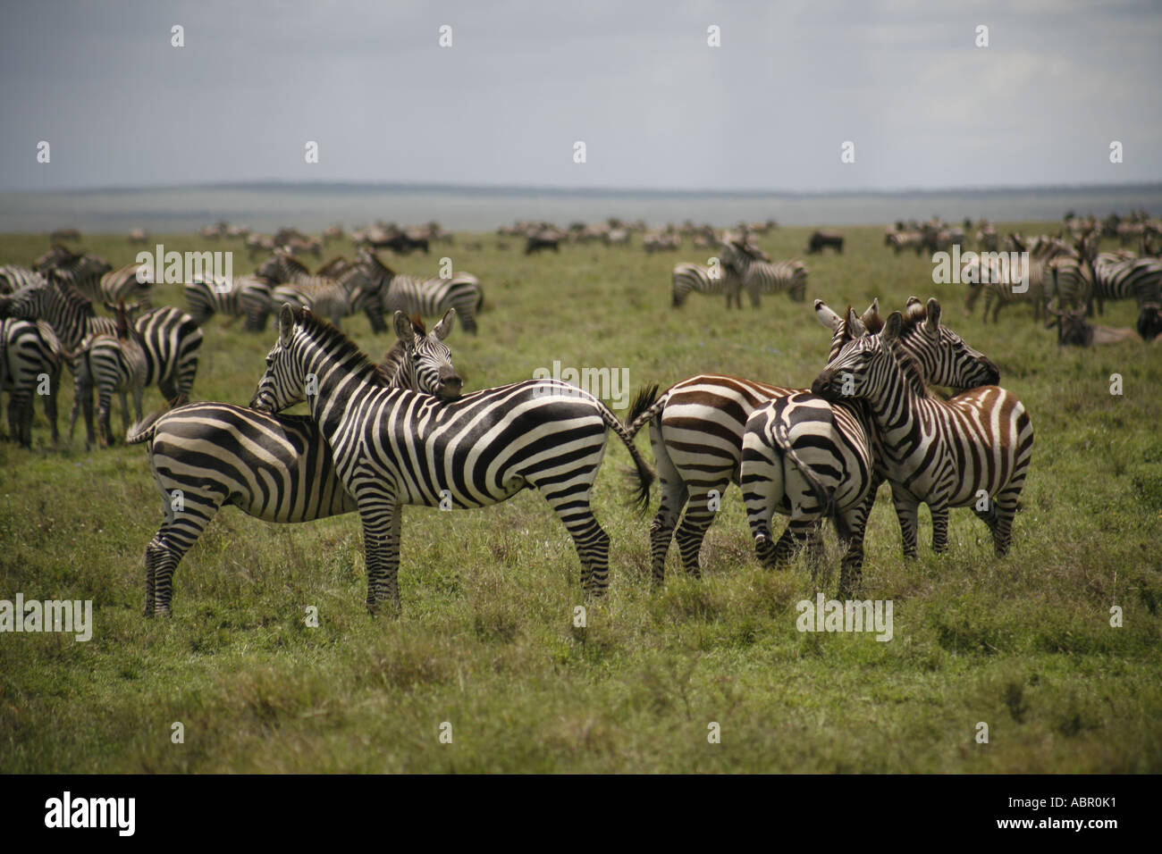 Selous Zebra High Resolution Stock Photography and Images - Alamy