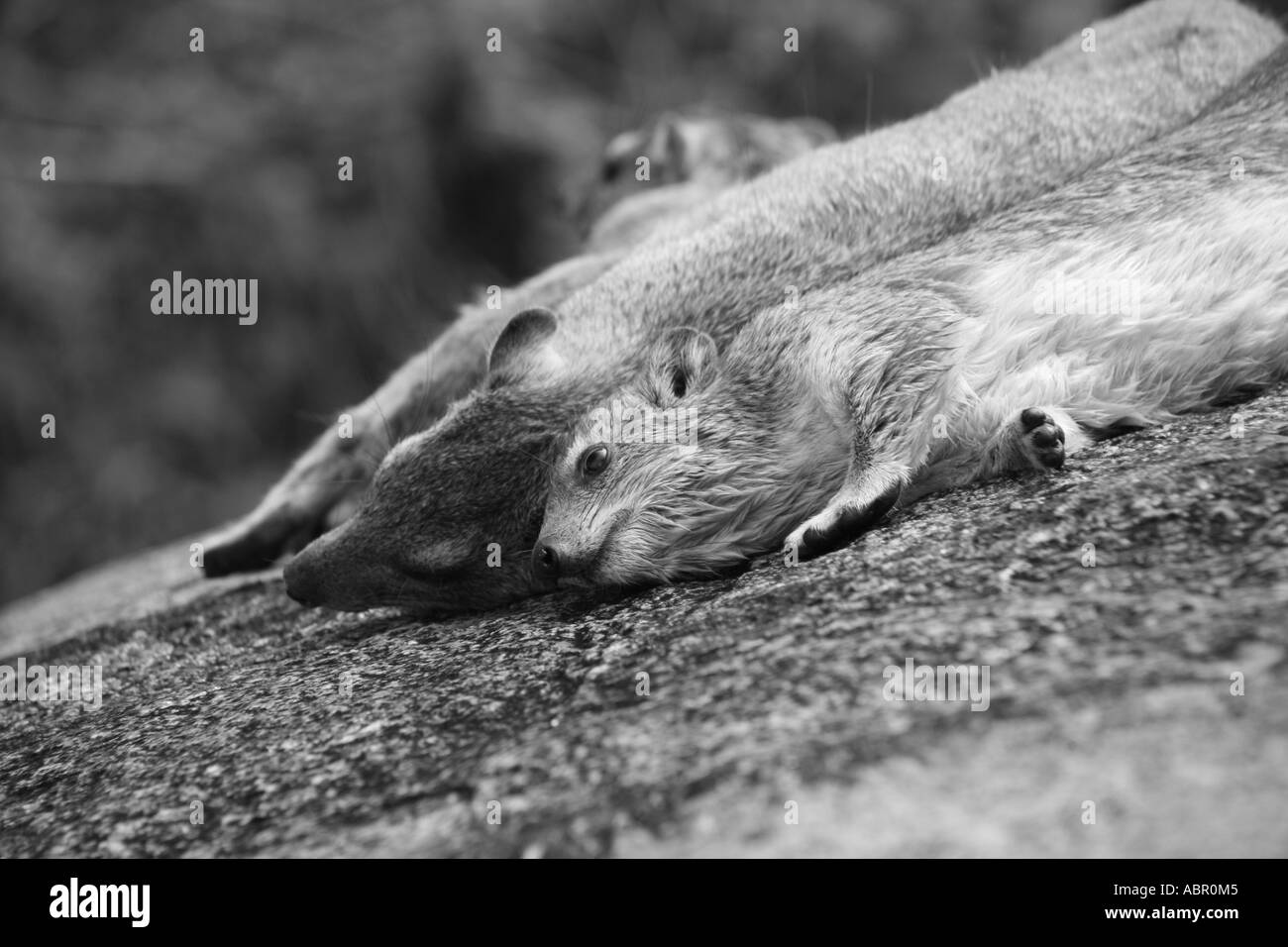 Time out together Black and White Stock Photos & Images - Alamy