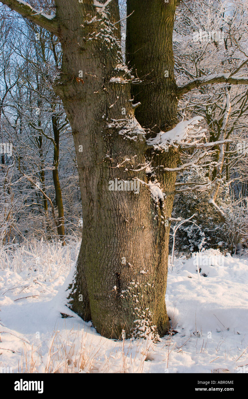 English oak tree in a wood with winter snow Kent countryside UK Stock ...