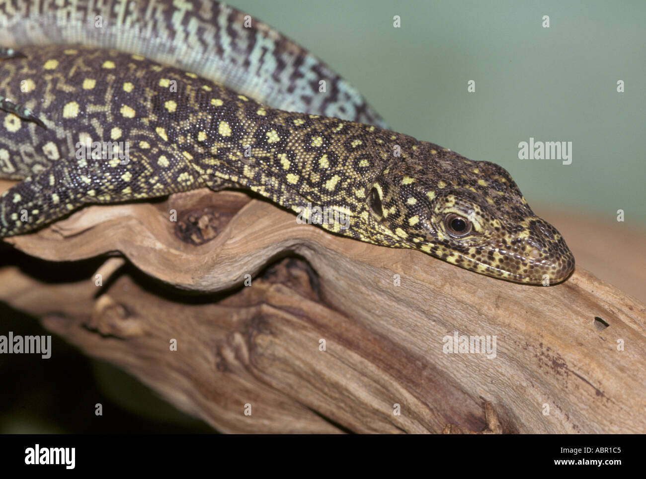 REPTILE LIZARD Monitor Stock Photo - Alamy