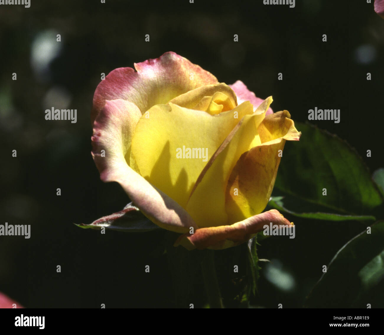 Hybrid Tea Rose Love and Peace Stock Photo - Alamy