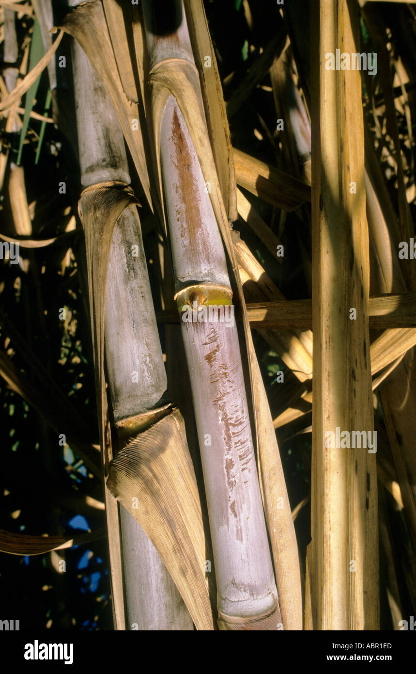 Sao Paulo State, Brazil. Mature sugar cane Stock Photo - Alamy