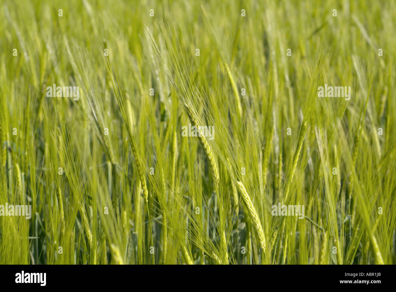 cereal crop young Barley crop Arable uk Stock Photo - Alamy