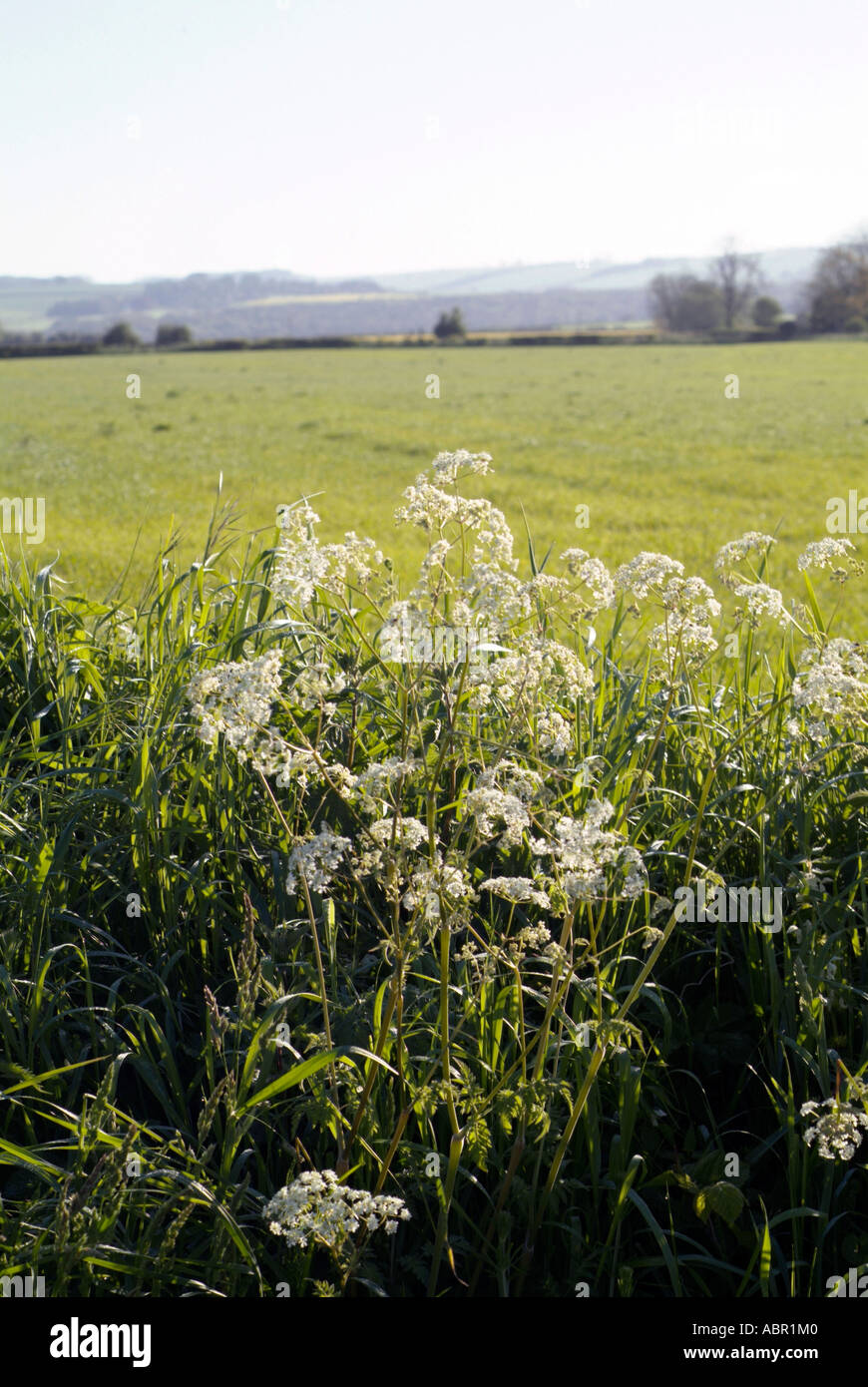 Rural rustic scene fieldsummer hedge row wild diversity sustainable ...