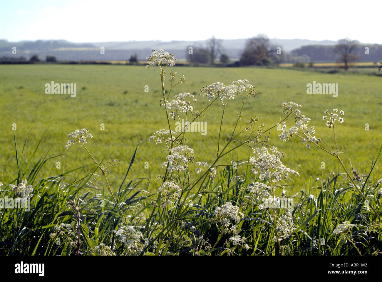 Rural scene farm, farming, agriculture Great, Britain, GB United ...