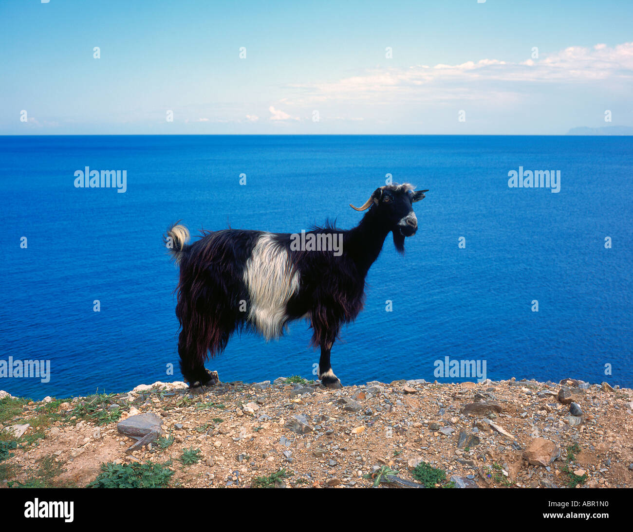 single goat standing at the cliff close to the village of Kolimbari ...