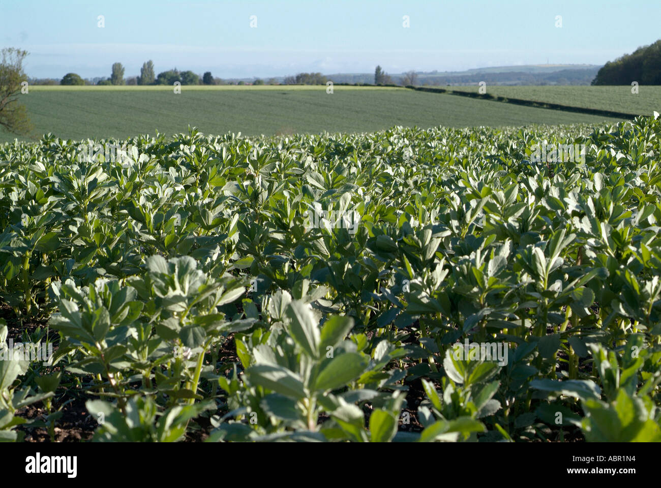 pea plants combine peas or vining peas vegetable arable Stock Photo - Alamy