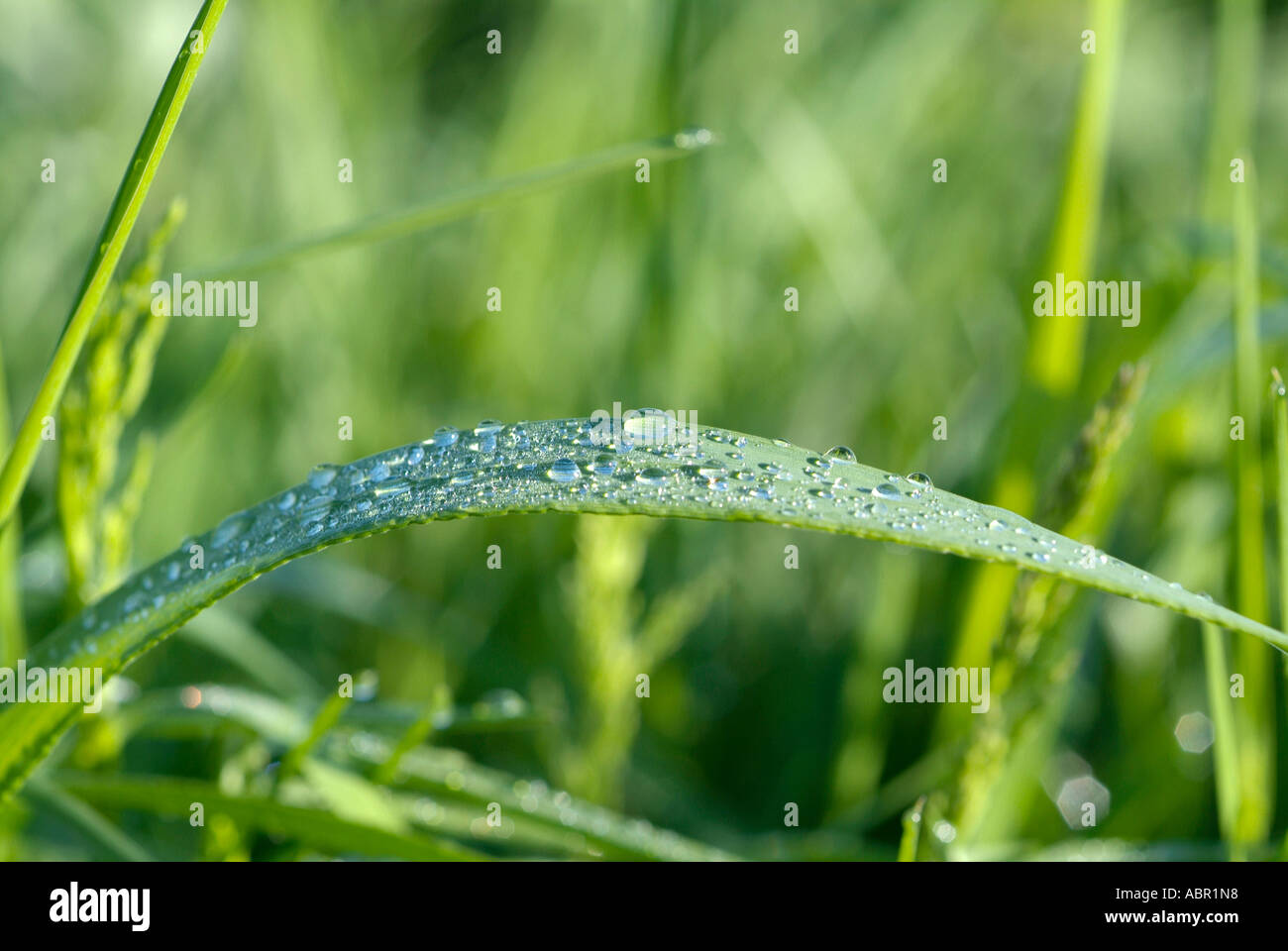 Rain drops water on young cereal crop crop Arable uk green dew on ...
