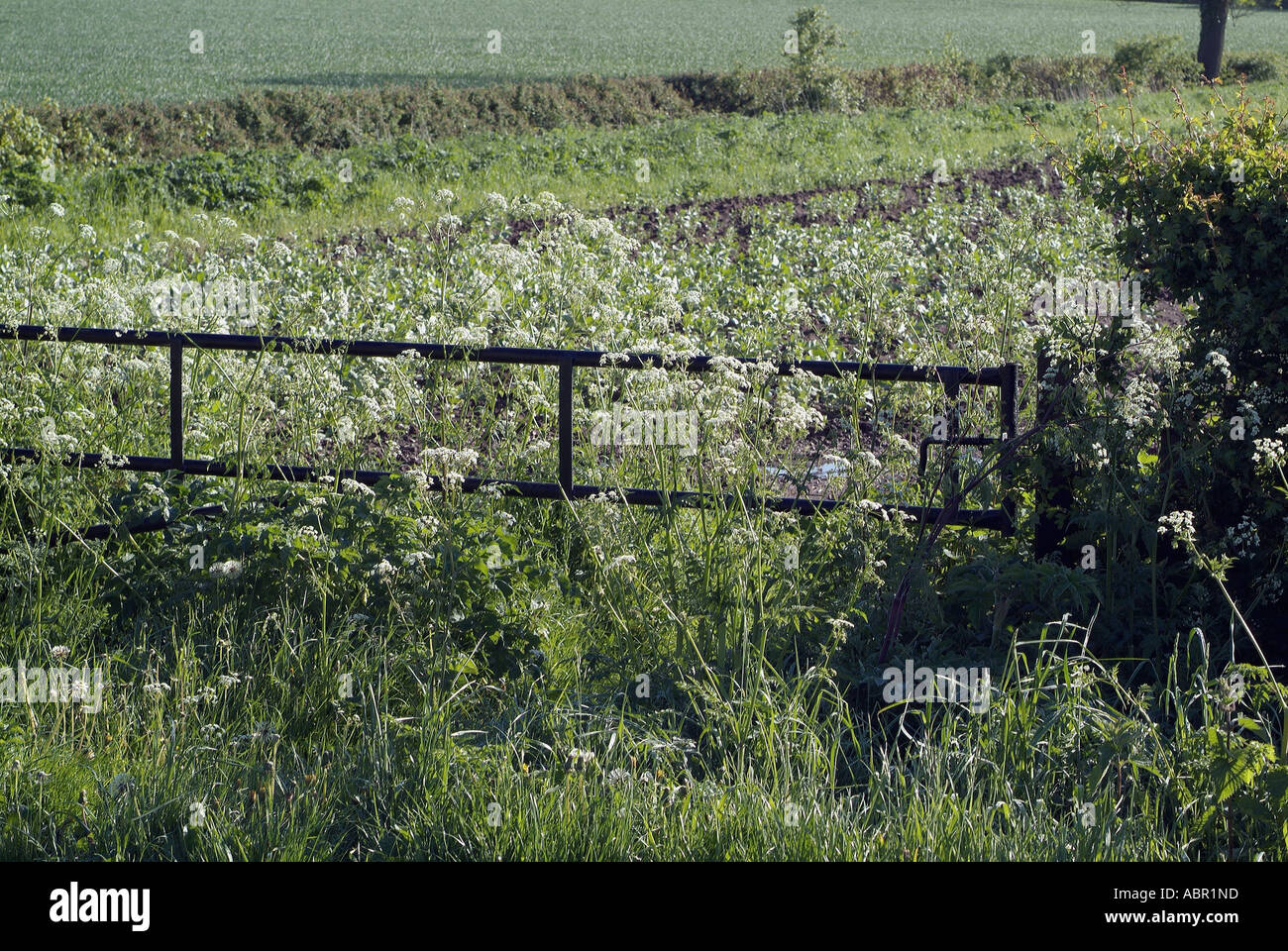 Rural scene farm, farming, agriculture Great, Britain, GB United ...