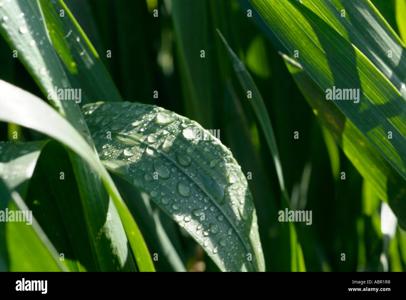 Arable farming uk rain hi-res stock photography and images - Alamy
