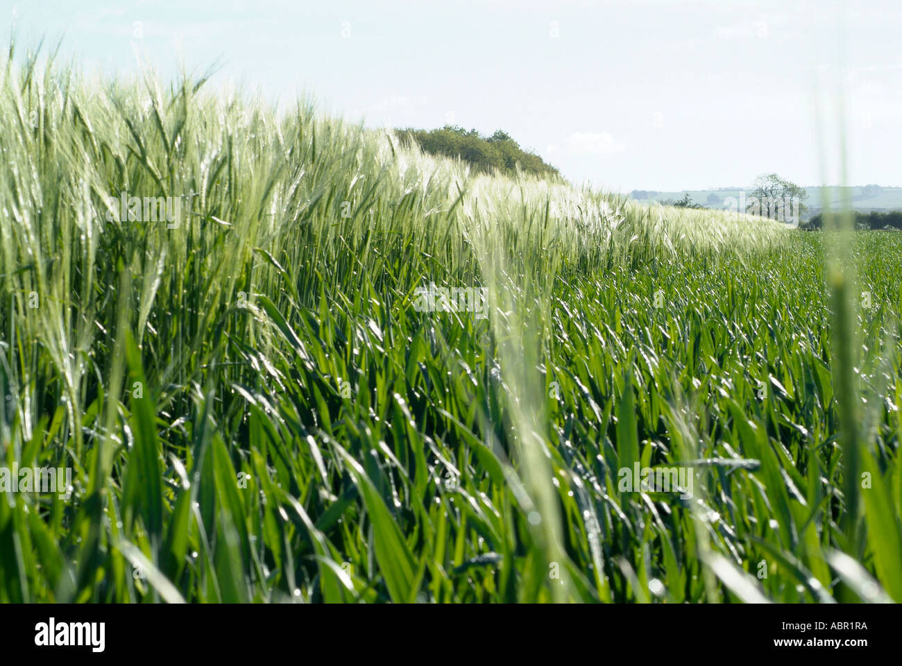 Barley and wheat crop Arable uk Stock Photo - Alamy