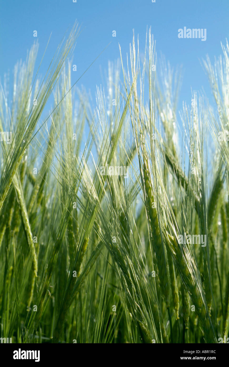 cereal crop young Barley crop Arable uk Stock Photo - Alamy
