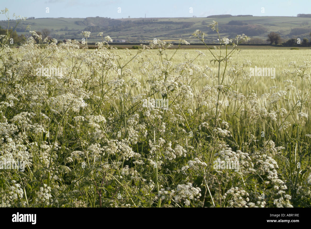 Rural scene farm, farming, agriculture Great, Britain, GB United ...